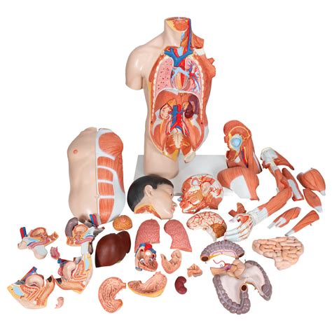 Brain Models And Anatomy Posters Page 4 Anatomystuff