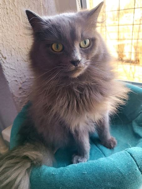 Ласковый и умный котик Мишаня ищет дом Котику года 3 кастрирован обработан и привит