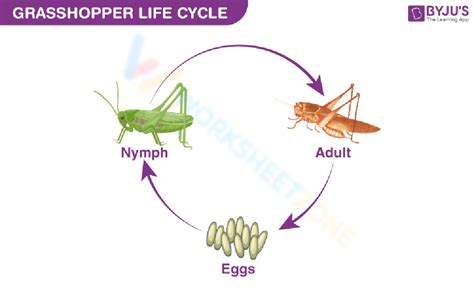 The Life Cycle Of A Grasshopper Worksheet
