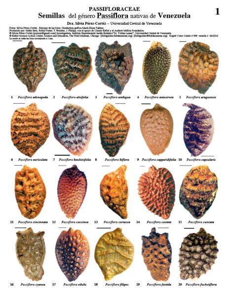 Native Seeds Of Passifora From Venezuela Field Guides
