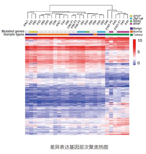 全基因组重测序 银丰基因科技有限公司