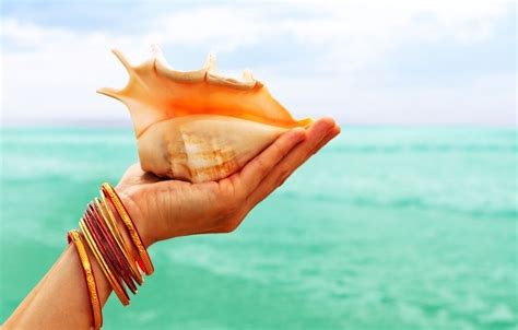 The Ultimate Seashell Identification Guide Artofit
