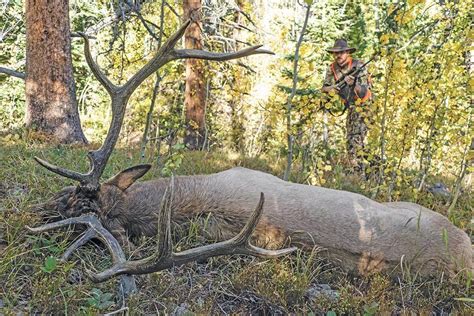 The Best Bullets For Elk Petersen S Hunting