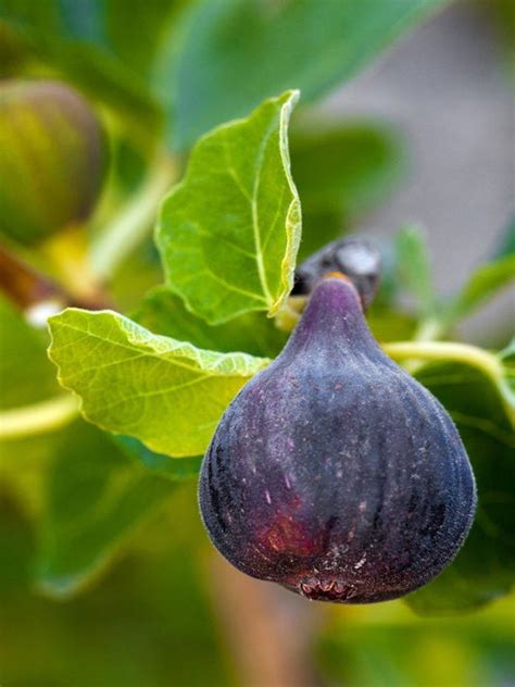 Fig With Small Fruit Why Are My Figs Too Small Florida Plants Nursery