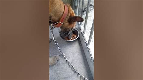 Prince Chaps Youtube