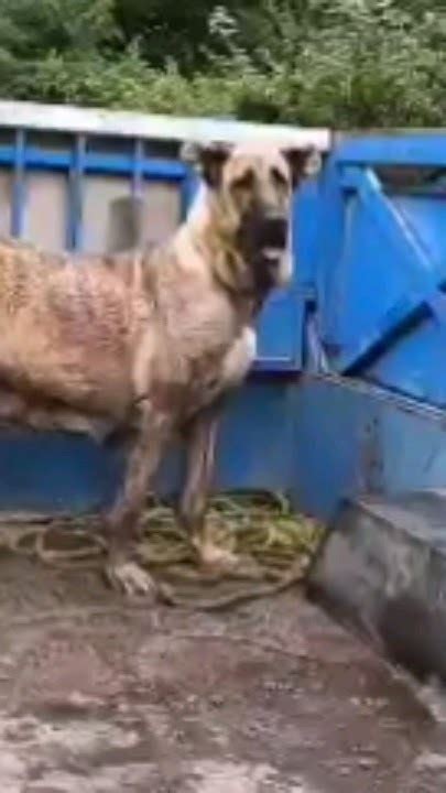 ماده وحشی فروخته شد Dog Dogs سراب Alabai آلابای پژدر Youtube