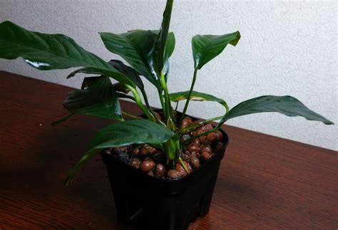 アヌビアス バルテリー Var コーヒーフォリア、2016年1月の様子 Emersed Anubias