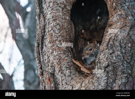 Inside Squirrel Nest
