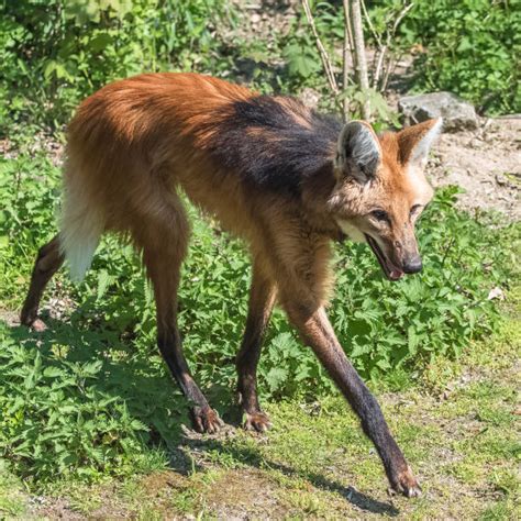 410 Lobo De Crin Fotos Fotografías De Stock Fotos E Imágenes Libres