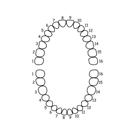 Premium Vector Diagram Of Jaw And Teeth Anatomy Vector Illustration