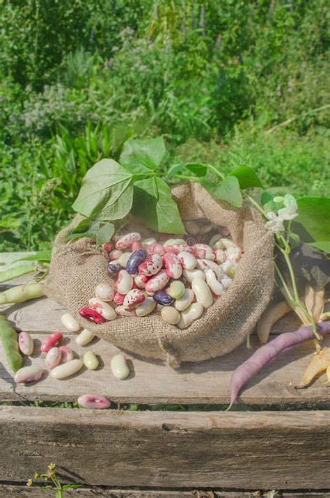 Different Types Of Beans Background Stock Photo Image Of Agriculture Edible 85386732