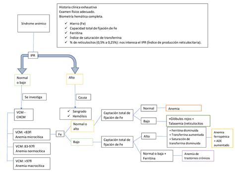 Algoritmo Diagnostico De Anemias Esquemas Y Mapas Conceptuales De Clínica Medica Docsity