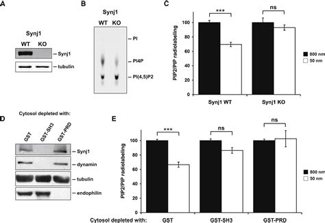 Synaptojanin 1 Mediated Pi 4 5 P2 Hydrolysis Is Modulated By Membrane Curvature And Facilitates