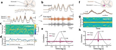 Two Timescales Of Synaptic Input A Sample Data Of Recordings Of Two