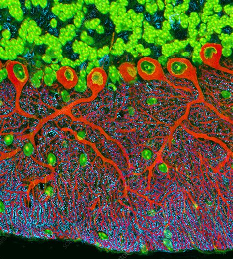 Cerebellum Tissue Light Micrograph Stock Image C060 3863 Science Photo Library
