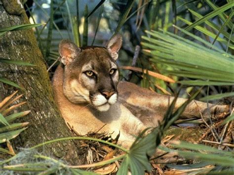 Felinos El Puma