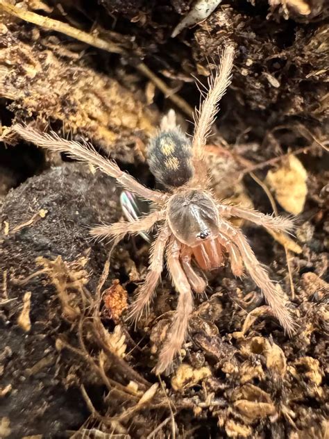 Cb Pumpkin Patch Tarantula Hapalopus Formosus — The Reptile Hotel