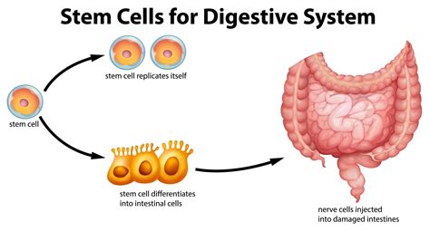 Stem Cells For Digestive System Educational Diagram 1337875 Vector Art