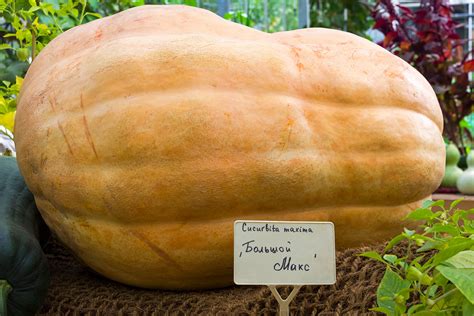 73 Types Of Squash A Z Guide With Pics