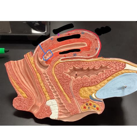 Lab Exam 4 Pt 12 Diagram Quizlet