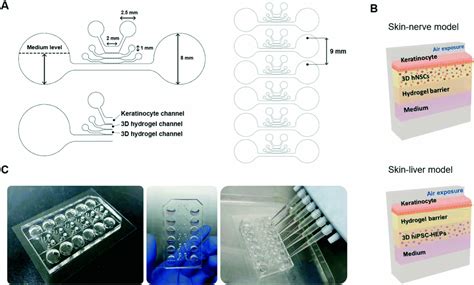 Microfluidic Skin On A Chip For Toxicology Ufluidix