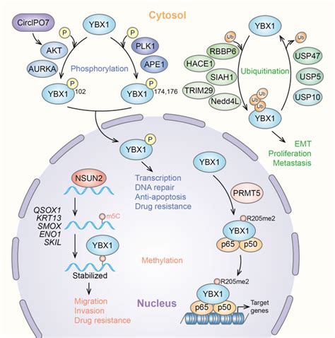 The Functions And Regulation Of Transcription Factor Ybx1 In Cancers
