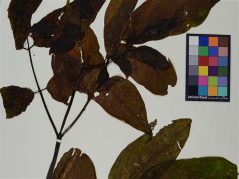 Platymiscium Trinitatis National Museums Liverpool