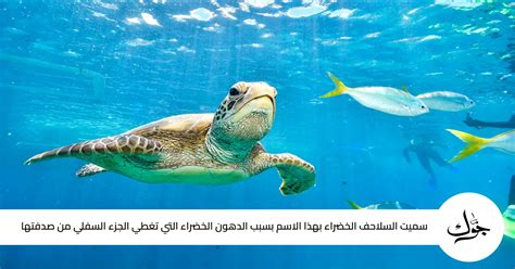 جوَّك السلحفاة البحرية الخضراء حقائق عن أقدم الكائنات الحية على