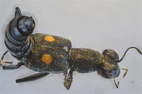Stenus Biguttatus Insects