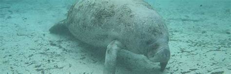 Manatee Archives Bioexpedition