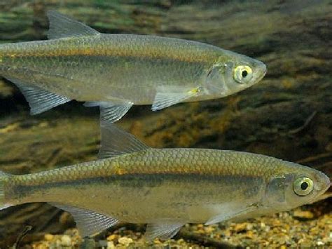 Купить малька и крупную живую рыбу для зарыбления пруда Цены в Москве и в Подмосковье