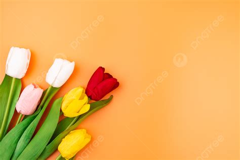 다양한 색상의 튤립 바탕 화면 배경 식물 색깔의 꽃 밝은 꽃 배경 일러스트 및 사진 무료 다운로드 Pngtree