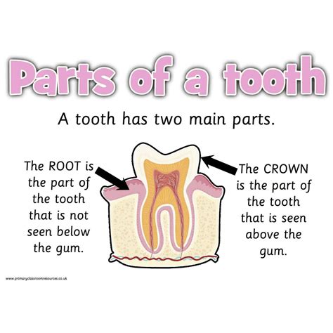 Teeth Information Posters Primary Classroom Resources