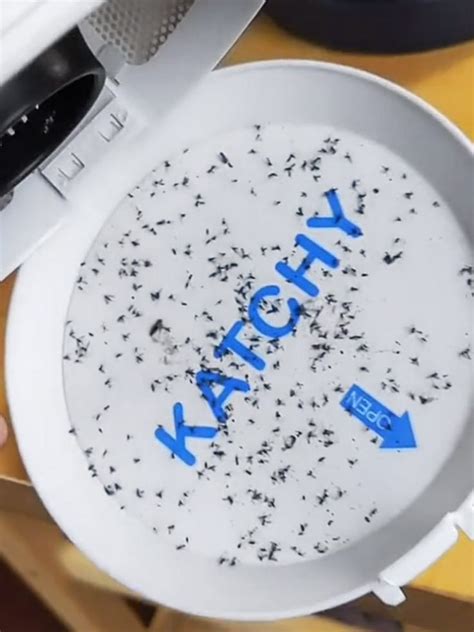 Heres My 100 Unbiased Katchy Indoor Insect Trap Review