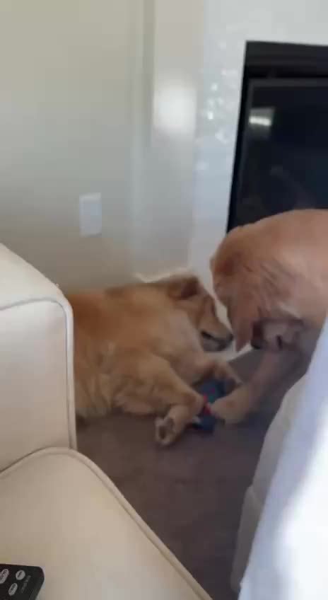 “your Mission Should You Choose To Accept It Retrieve The Squeaky