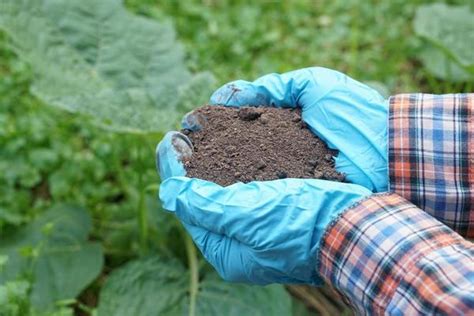 Soil Sample Stock Photos Images And Backgrounds For Free Download