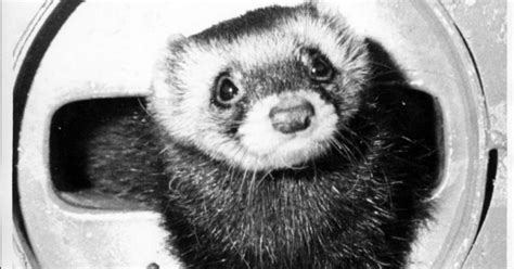 This Ferret Named Felicia Cleaned The Proton Synchrotron Particle Accelerator At The National