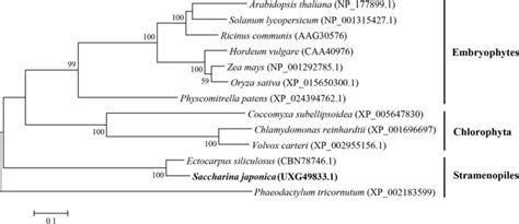 Ml Phylogenetic Tree Based On Aa Sequences Of Nrs Numbers At The Nodes
