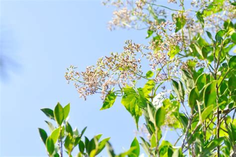 Banyan Tree Or Ficus Annulata Or Ficus Bengalensis And Rain Drop Stock