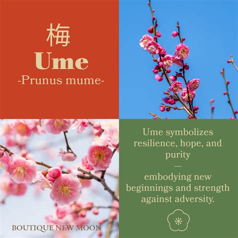 Ume The Magical Plum Blossom And Its Meaning In Japan Boutique New Moon