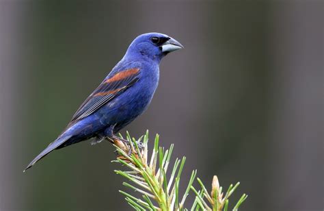 Maryland Biodiversity Project Blue Grosbeak Passerina Caerulea