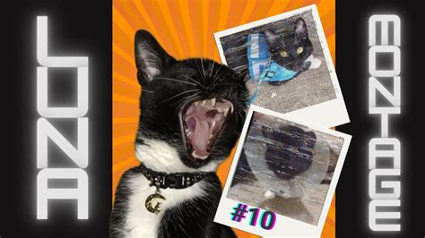 Luna Moments Funny Montage 10 Funnycatluna Montage Compliation Cat
