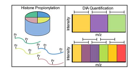 An Optimized And High Throughput Method For Histone Propionylation And Data Independent