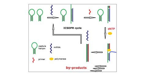 What Dna Polymerase Is Preferable In Mirna Assay Coupled With Isothermal Circular Strand