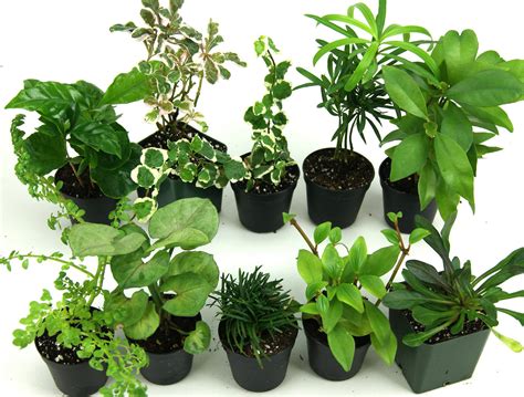 Free Photo Assorted Green Plants Bloom Garden Plants Free