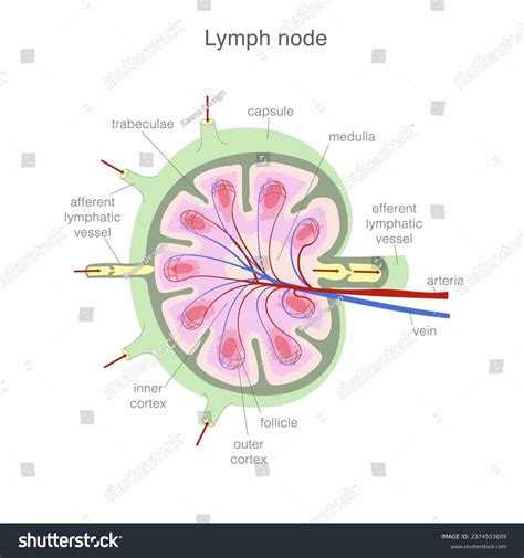 Anatomy Lymph Node Simplified Scheme Showing Stock Vector Royalty Free