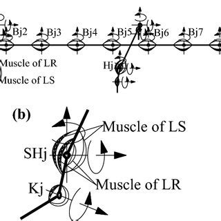 The Proposed Biomechanical Model A The Whole Biomechanical Model B Download Scientific