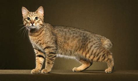 Pixiebob Cat A Unique And Affectionate Breed