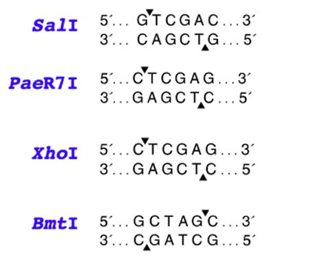 Solved You Wish To Insert A Dna Fragment With Xhoi Sticky