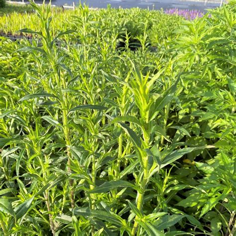 Aster Puniceus Purple Stem Aster Cavanos Perennials